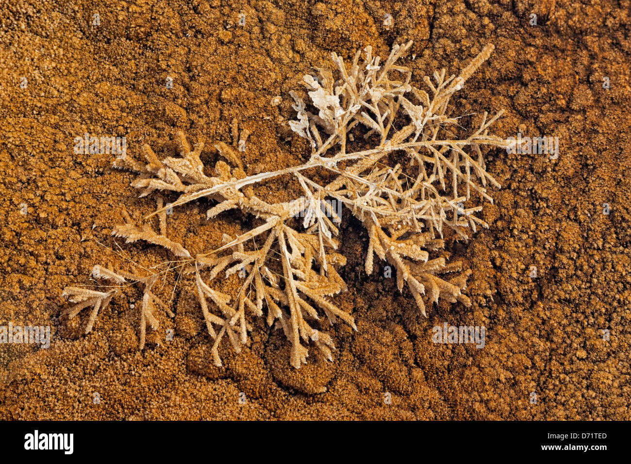 calcified Grasses -Yellowstone NP Stock Photo - Alamy
