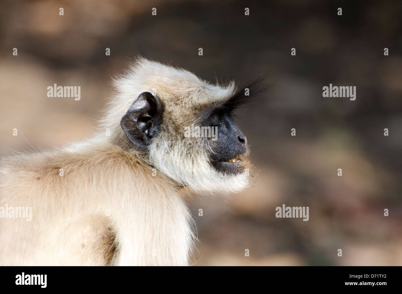 hanuman langur monkey semnopithecus entellus madhya pradesh india Stock ...