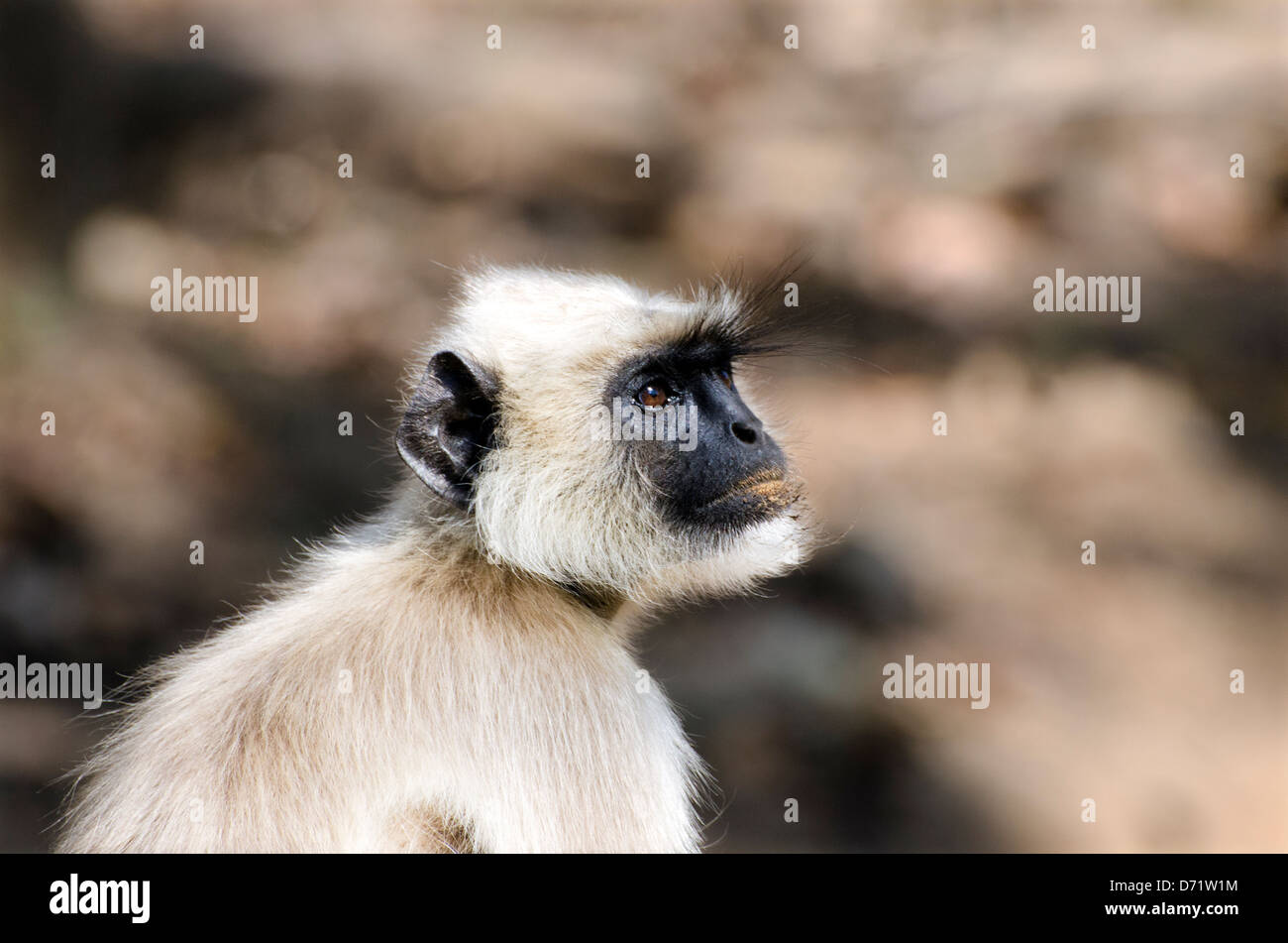 hanuman langur monkey semnopithecus entellus madhya pradesh india Stock ...