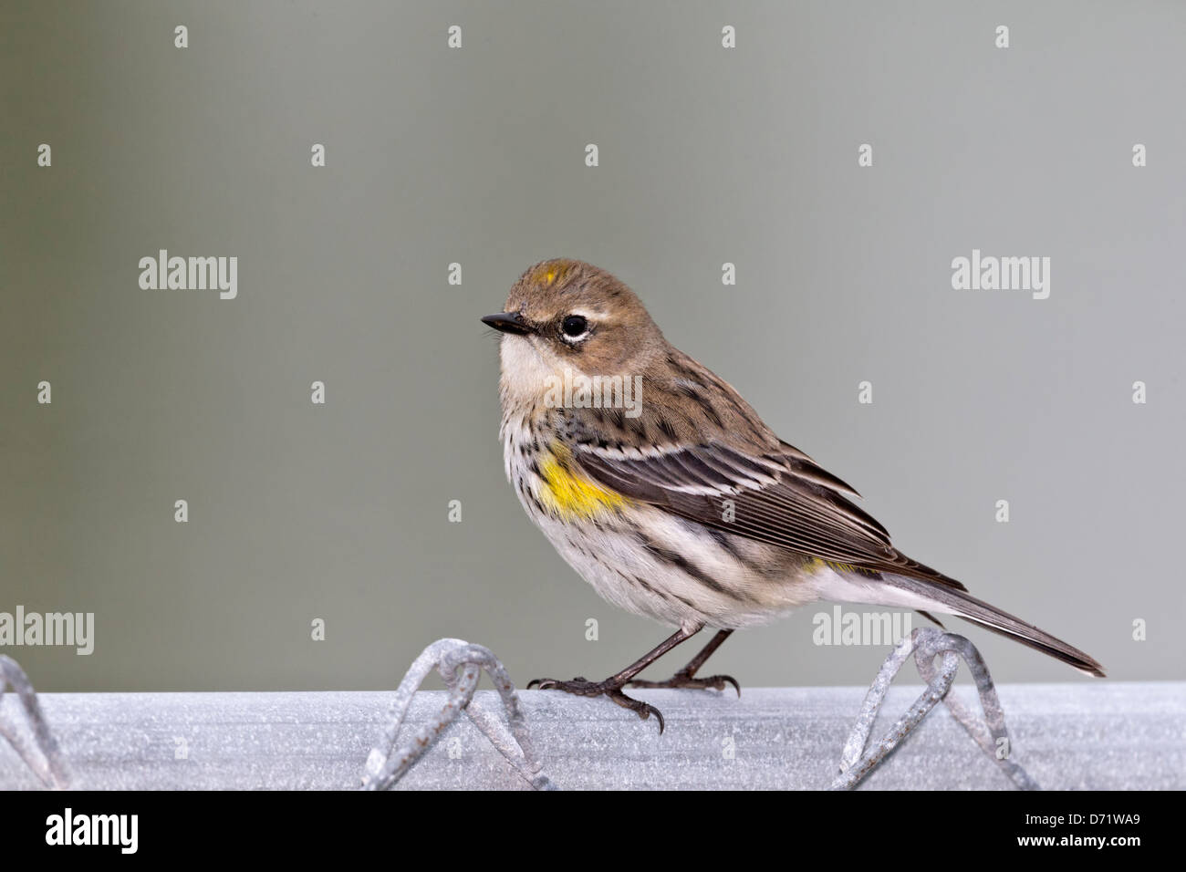 American warbler cute bird hi-res stock photography and images - Alamy