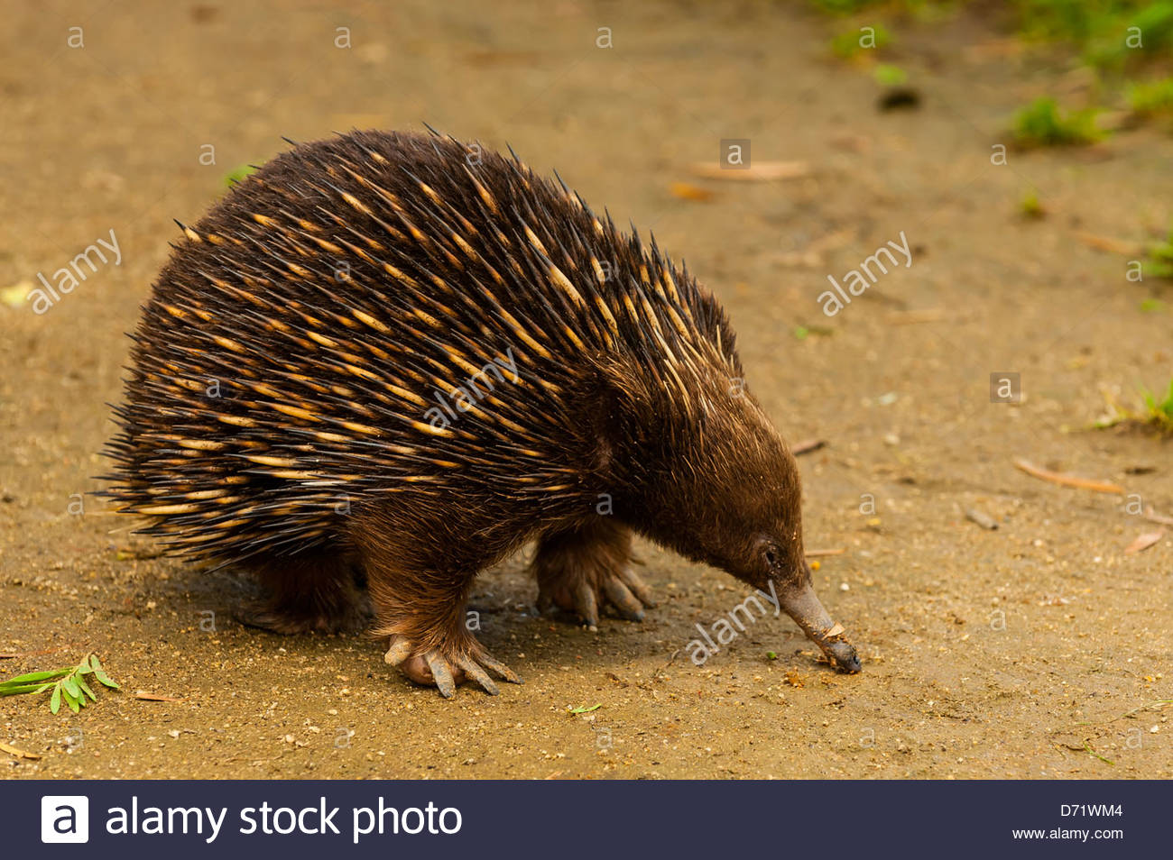Echidna Stock Photos & Echidna Stock Images - Alamy