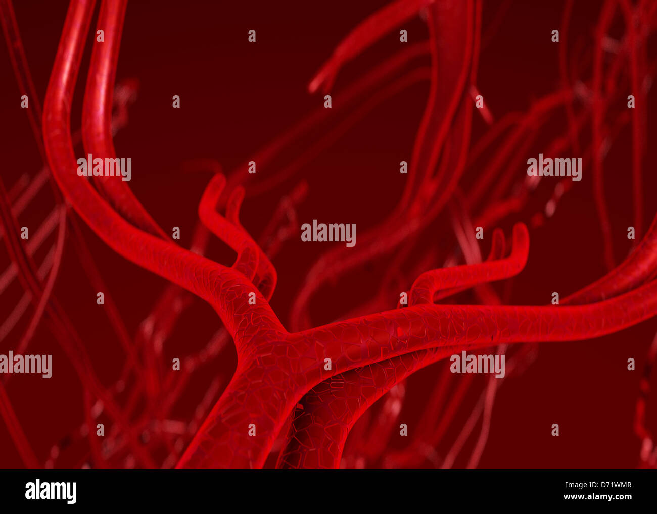 Blood arteries hi-res stock photography and images - Alamy