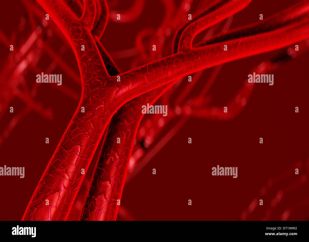 Arterioles High Resolution Stock Photography and Images - Alamy