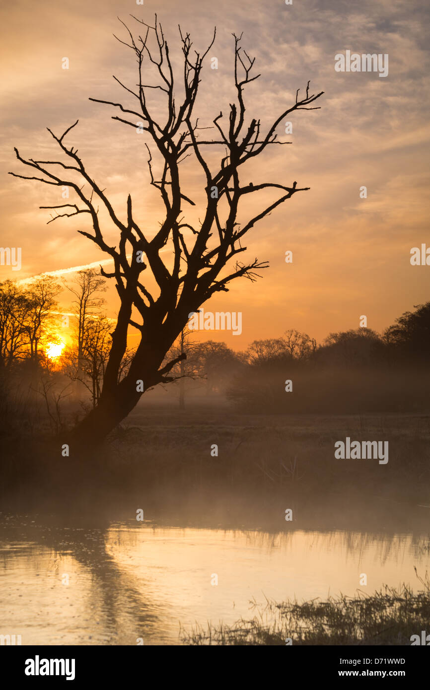 Early sunrise with backlit tree and little fog Stock Photo - Alamy