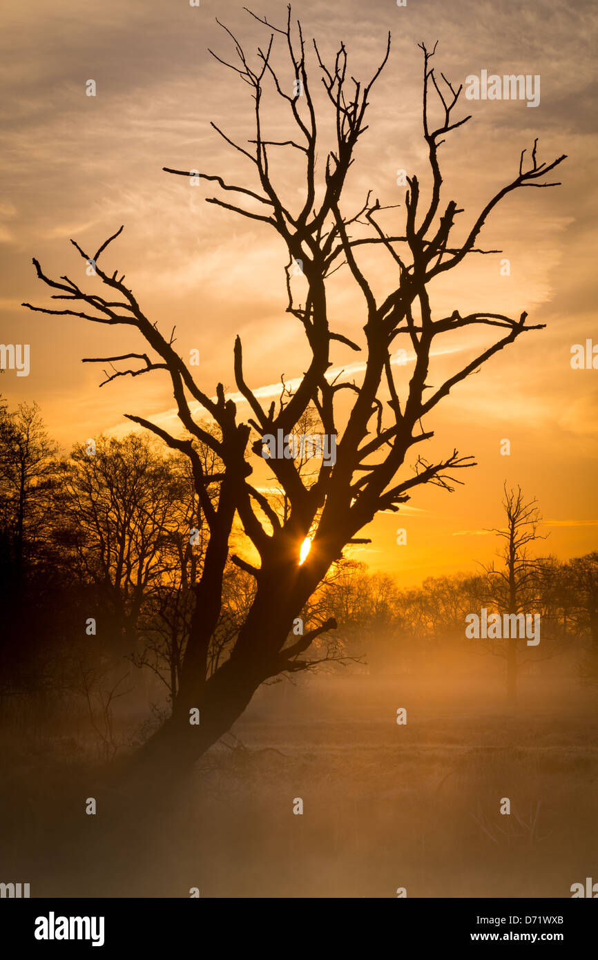 Early sunrise with backlit tree and little fog Stock Photo - Alamy