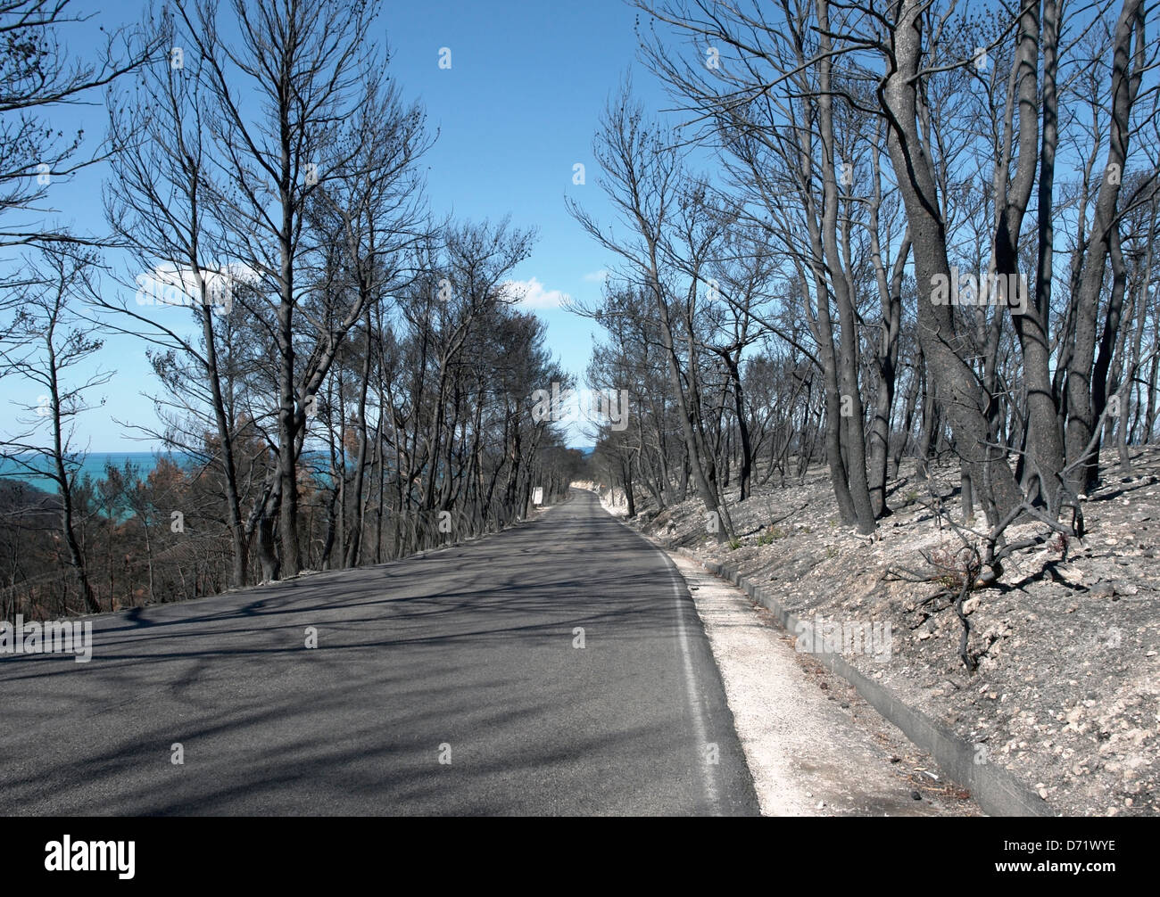 roadside scenery after a forest fire in Southern Italy Stock Photo - Alamy