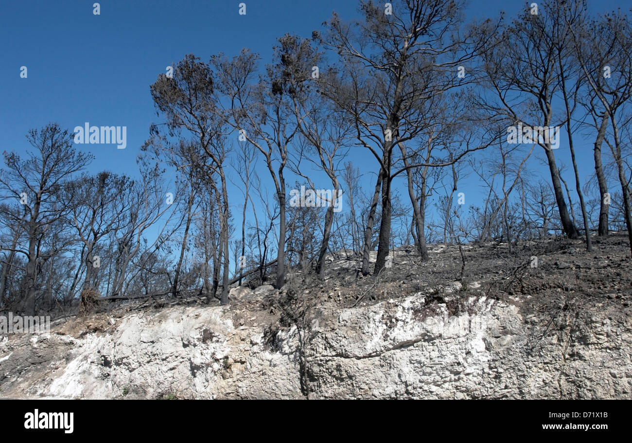 burned forest and scarp in southern Italy at a bright summer day Stock ...