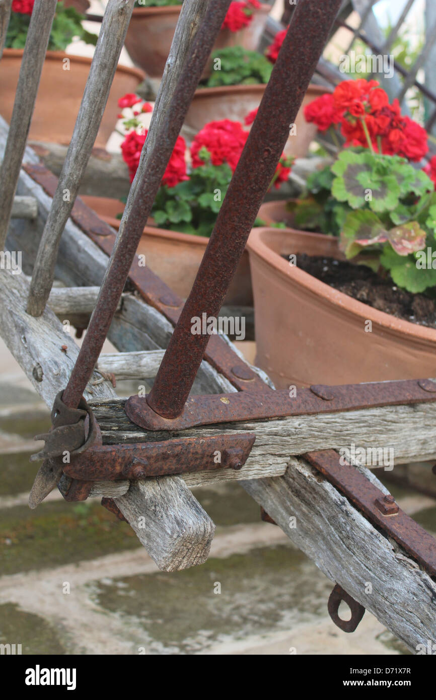 Pelargonium rust hi-res stock photography and images - Alamy