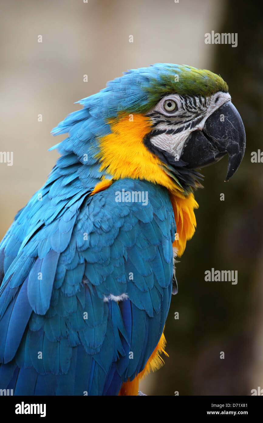 Blue-and-Yellow Macaw (Ara ararauna), also known as the Blue-and-Gold Macaw Stock Photo - Alamy