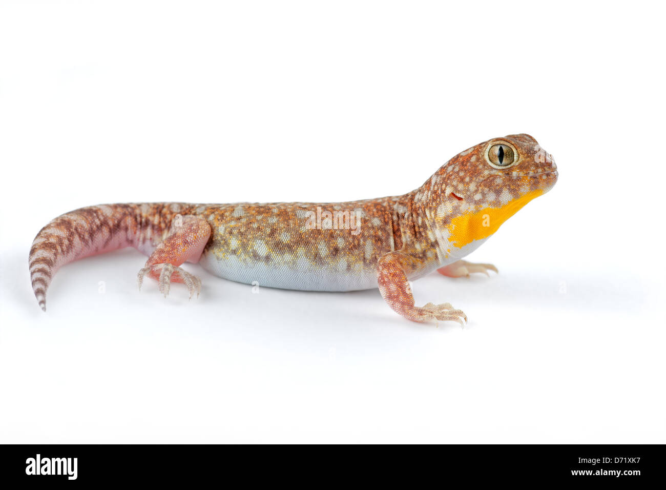 An African common barking gecko (Ptenopus garrulus) on white Stock ...