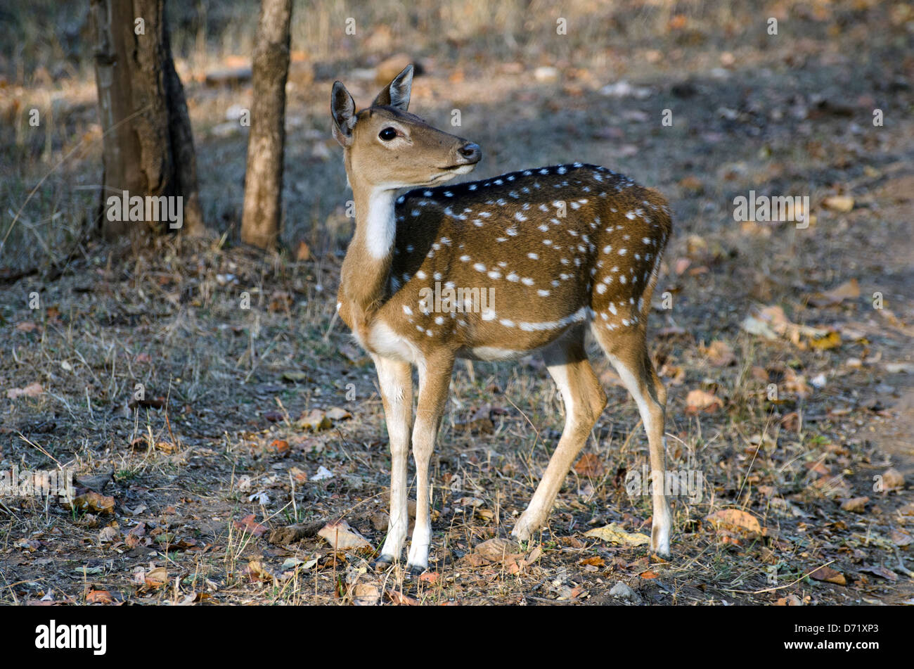 spotted deer,chital,axis axis,madhya pradesh,india Stock Photo - Alamy
