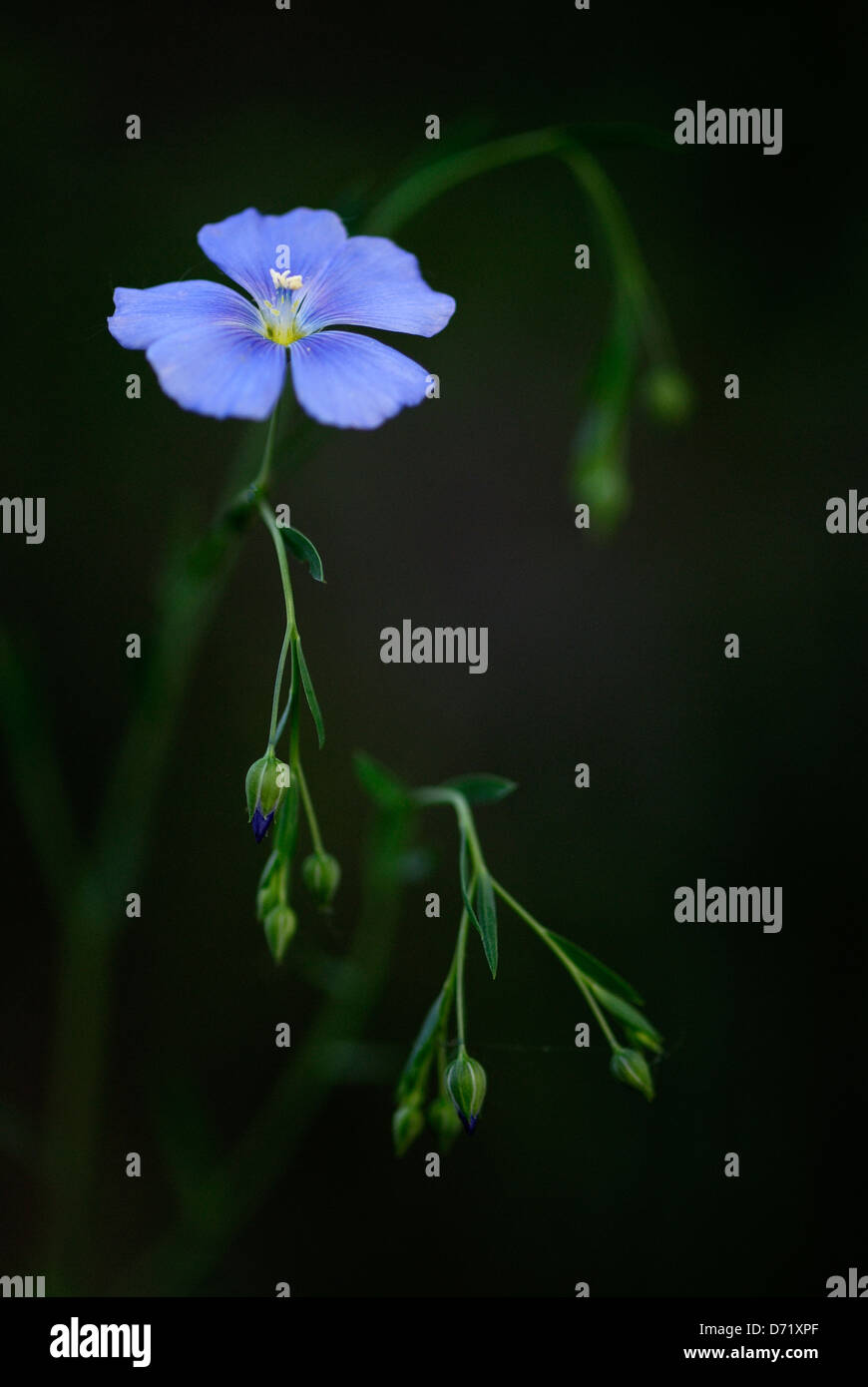 Blue fax in the shade Stock Photo - Alamy