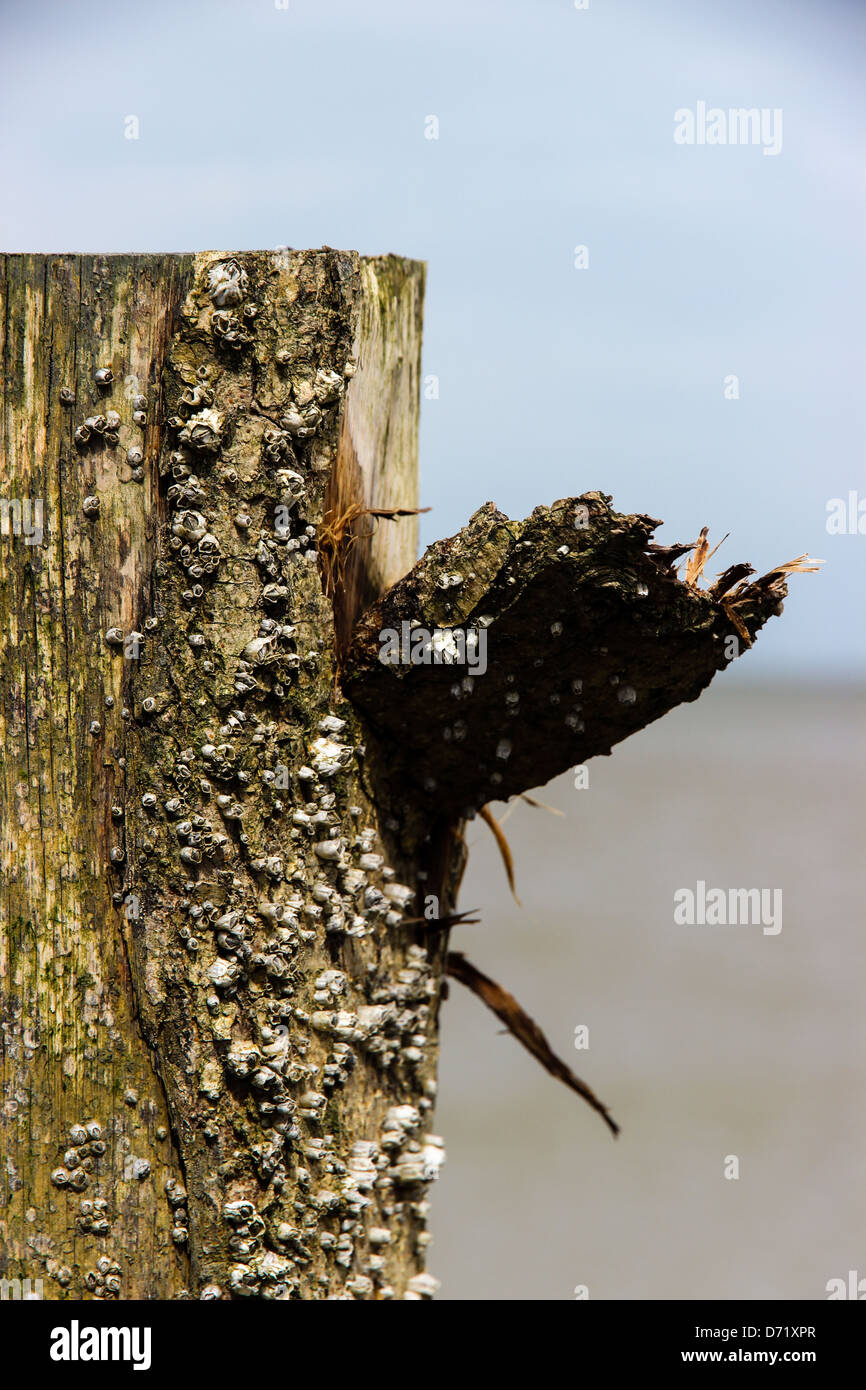 Damaged wodden stake covered with seas hells Stock Photo - Alamy