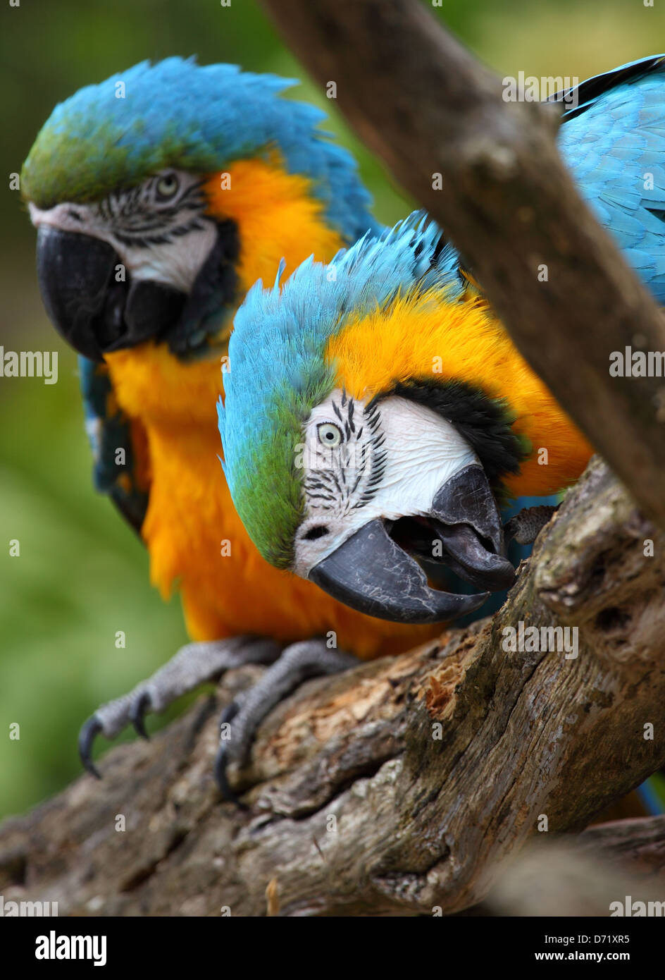 Blue-and-Yellow Macaw (Ara ararauna), also known as the Blue-and-Gold Macaw Stock Photo - Alamy