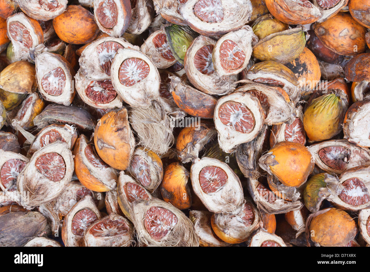 Areca nuts or betel nuts drying makes for chewing it a popular habit in ...