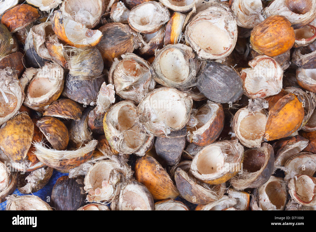 Betel nut drying hi-res stock photography and images - Alamy