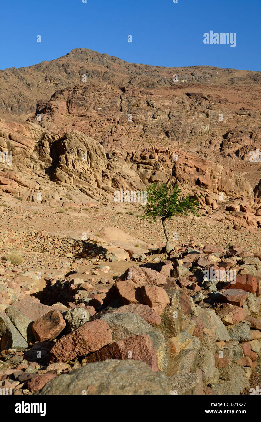 Sinai desert hi-res stock photography and images - Alamy