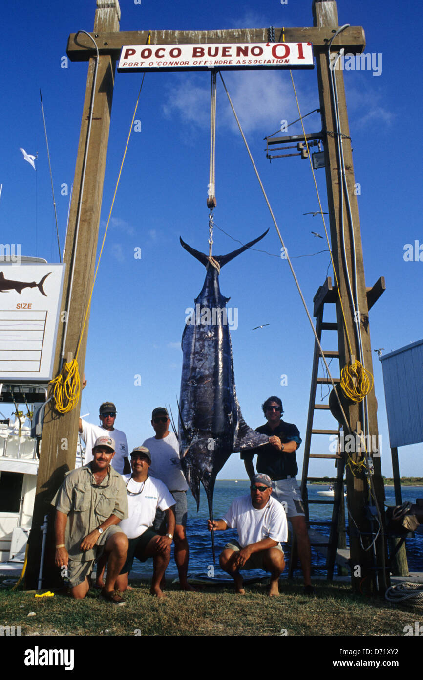 An Atlantic blue marlin (Makaira nigricans) is weighed and measured ...