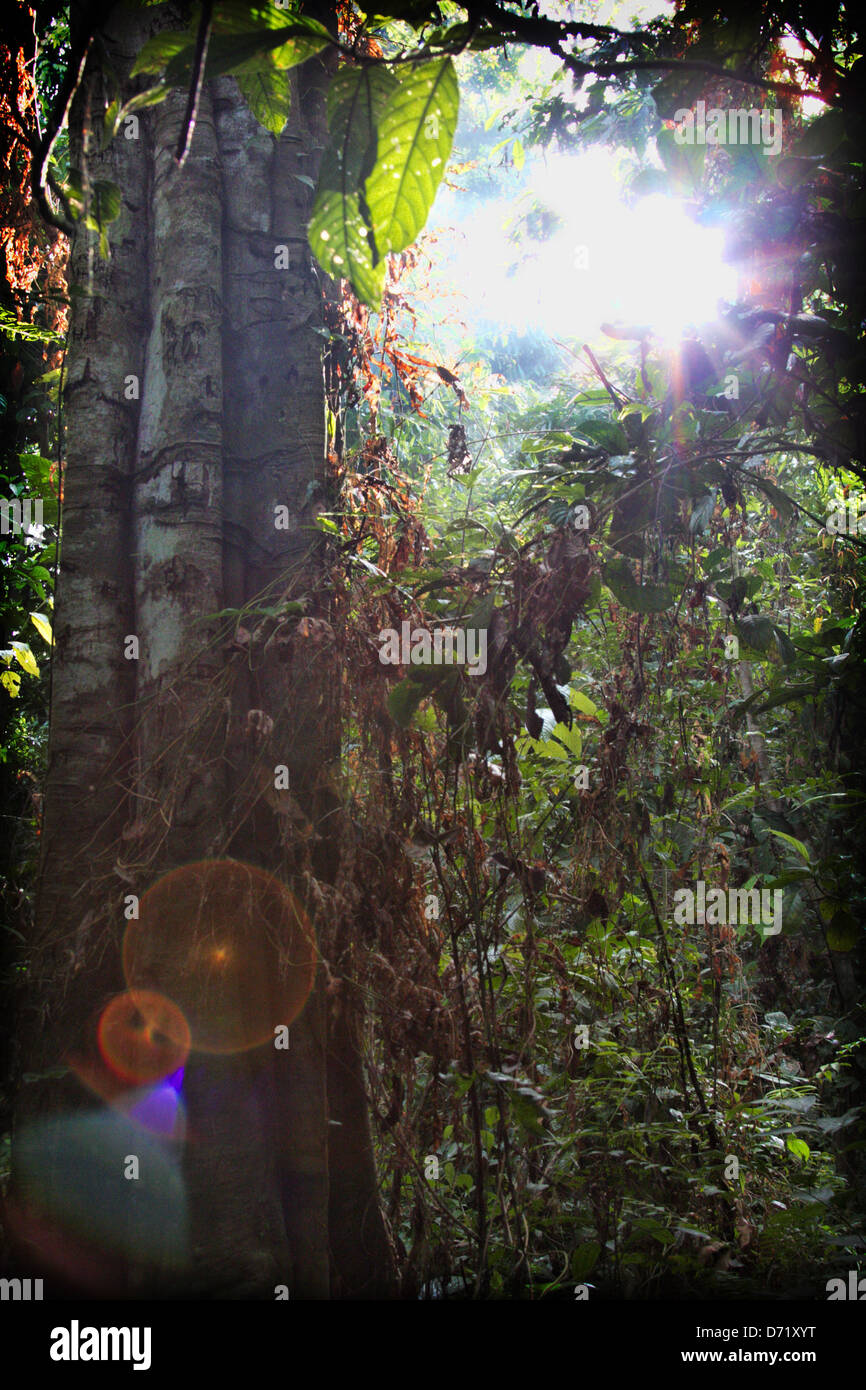 In the jungle Stock Photo - Alamy