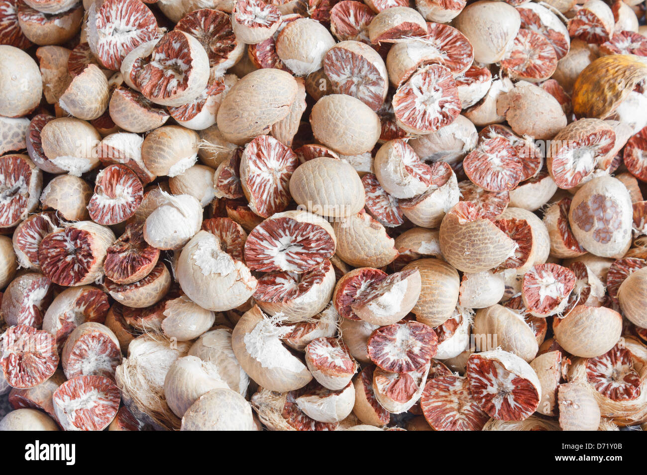 Peeled areca nuts or betel nuts drying makes for chewing it a popular ...