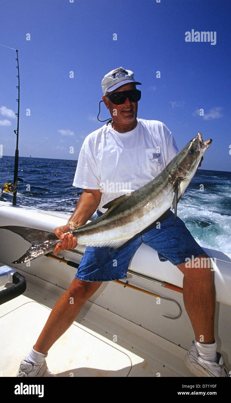 A fisherman holds a cobia or ling (Rachycentron canadum) caught while ...