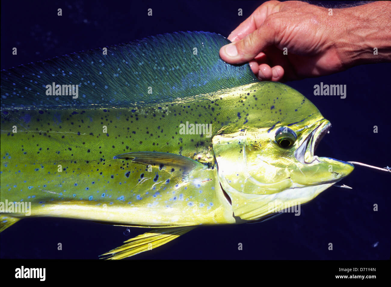 A dolphin (Coryphaena hippurus) caught near Key West Florida Keys Stock ...