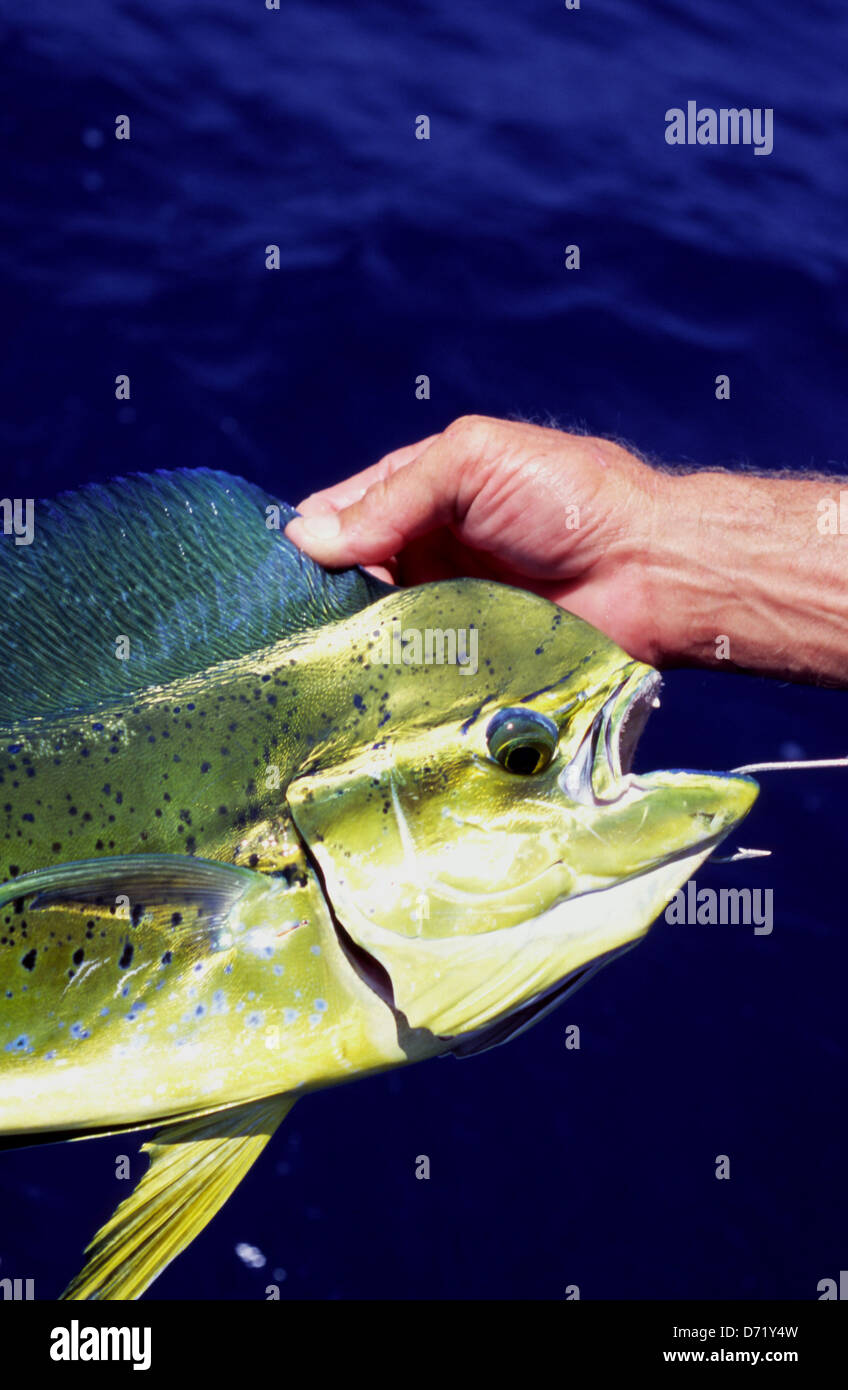 A dolphin (Coryphaena hippurus) caught near Key West Florida Keys Stock ...