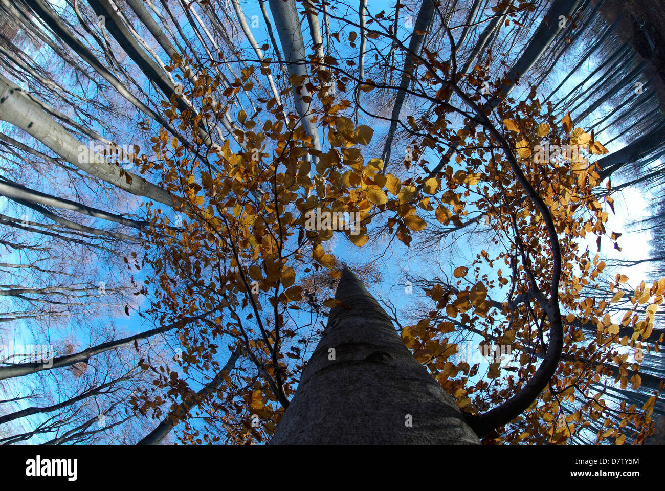 Photographed with fisheye lens hi-res stock photography and images - Alamy