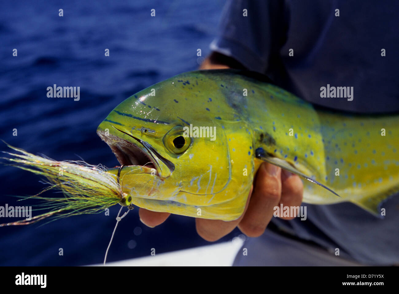 A dolphin (Coryphaena hippurus) caught while fly fishing near Key West ...