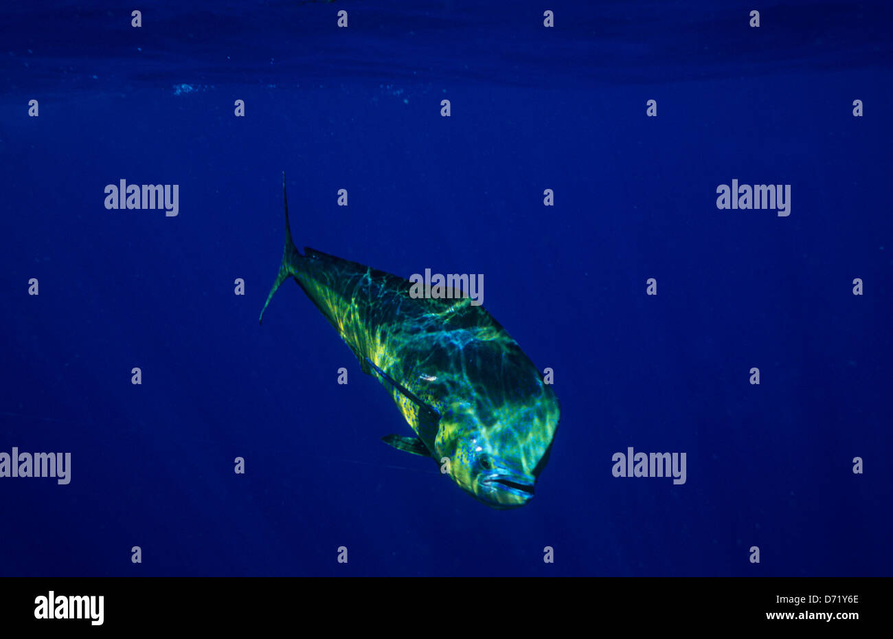 An underwater dolphin (Coryphaena hippurus) caught near Key West ...