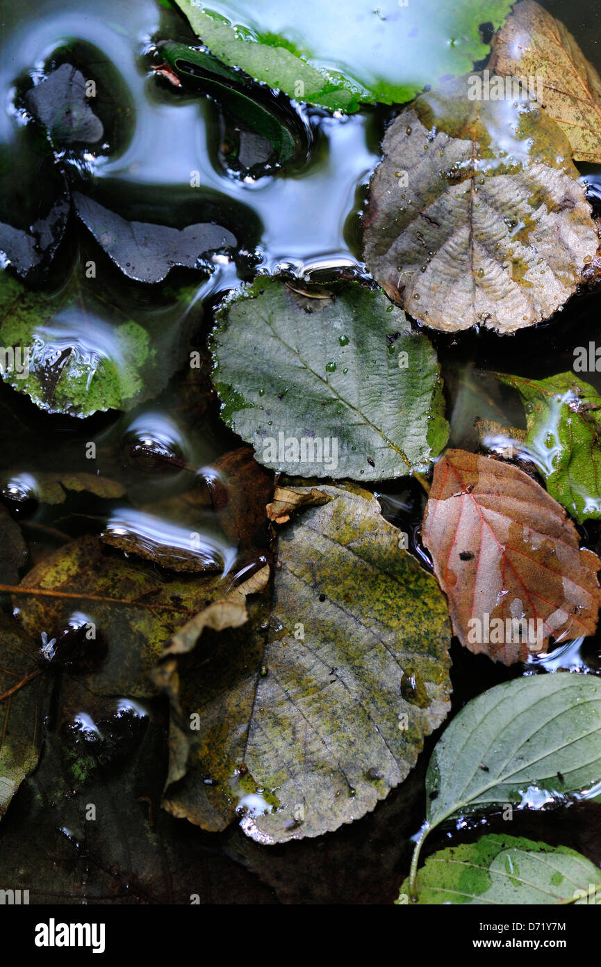 Colorful leaves floating in water Stock Photo - Alamy