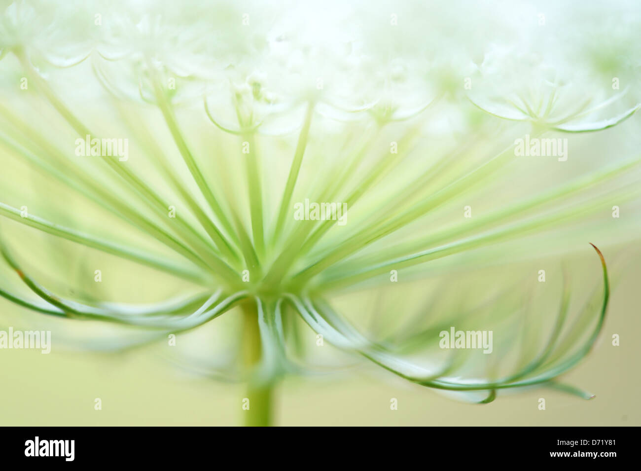 Midsummer plant hi-res stock photography and images - Alamy