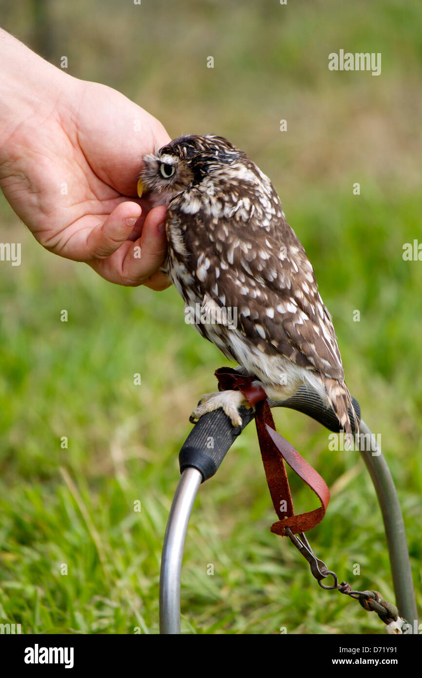 Bird hug hi-res stock photography and images - Alamy