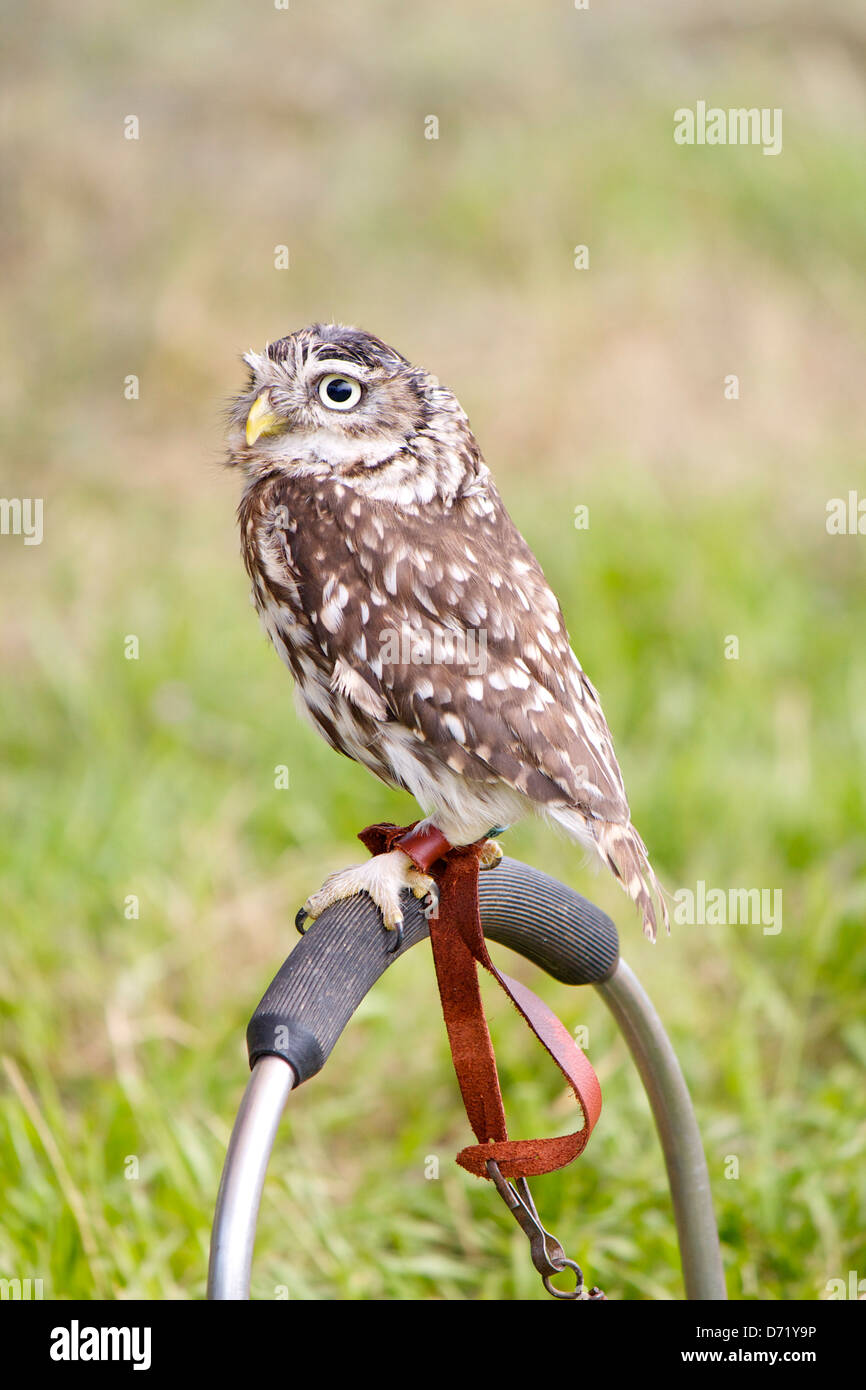 Bird tied hi-res stock photography and images - Alamy