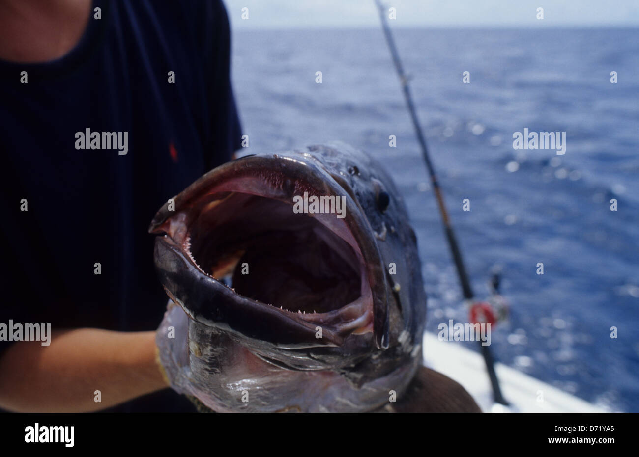 Grouper caught from Port Aransas Texas Stock Photo - Alamy