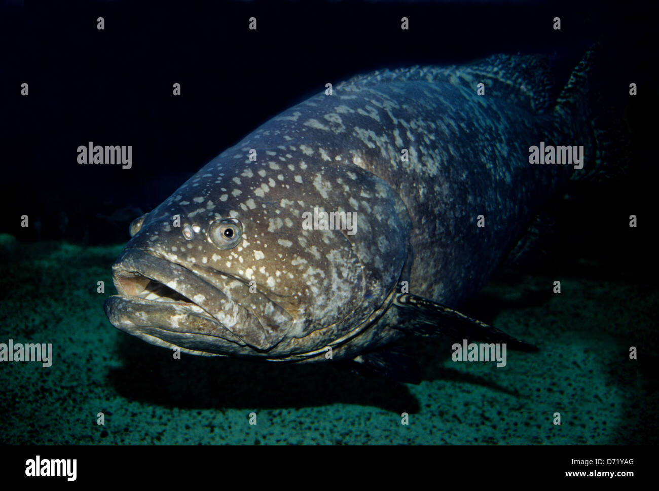 Underwater goliath grouper (Epinephelus itajara) from Port Aransas ...