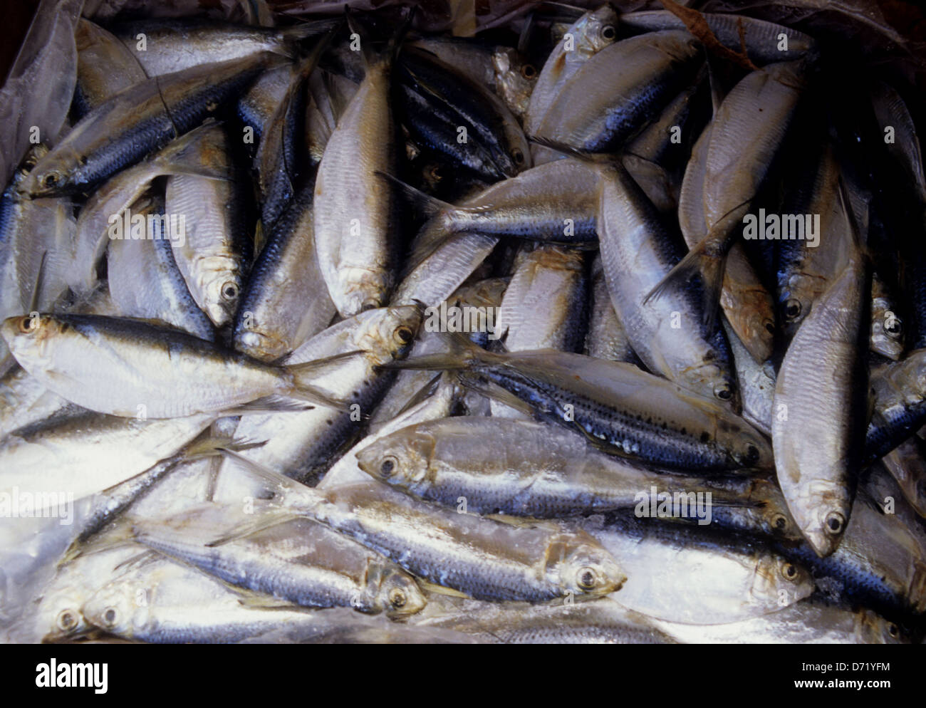 Frozen baits used for fishing at Port Aransas on the Texas Coast Stock ...