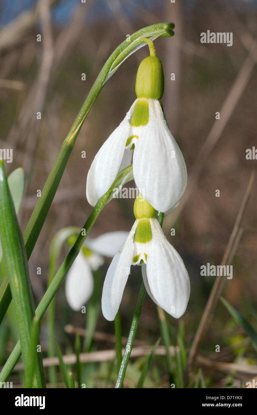 Galanthus elwesii snowdrops hi-res stock photography and images - Alamy