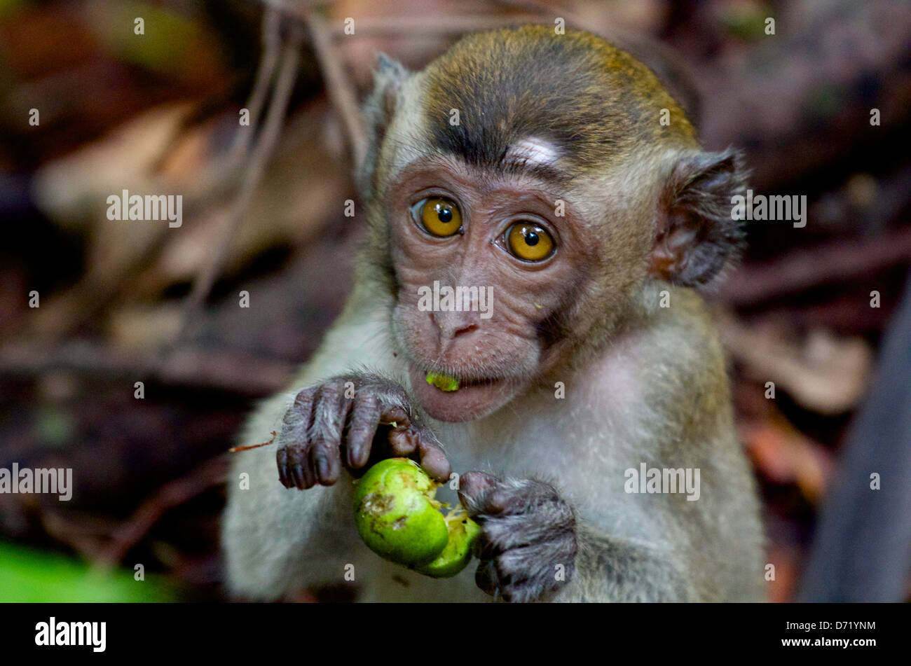 Bako national park macaque hi-res stock photography and images - Alamy
