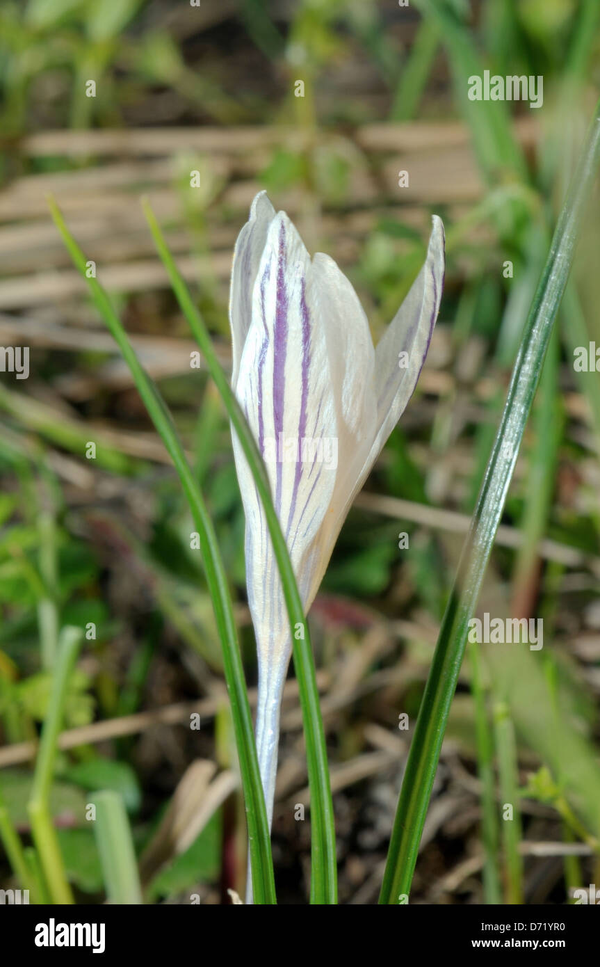 Crocus reticulatus hi-res stock photography and images - Alamy