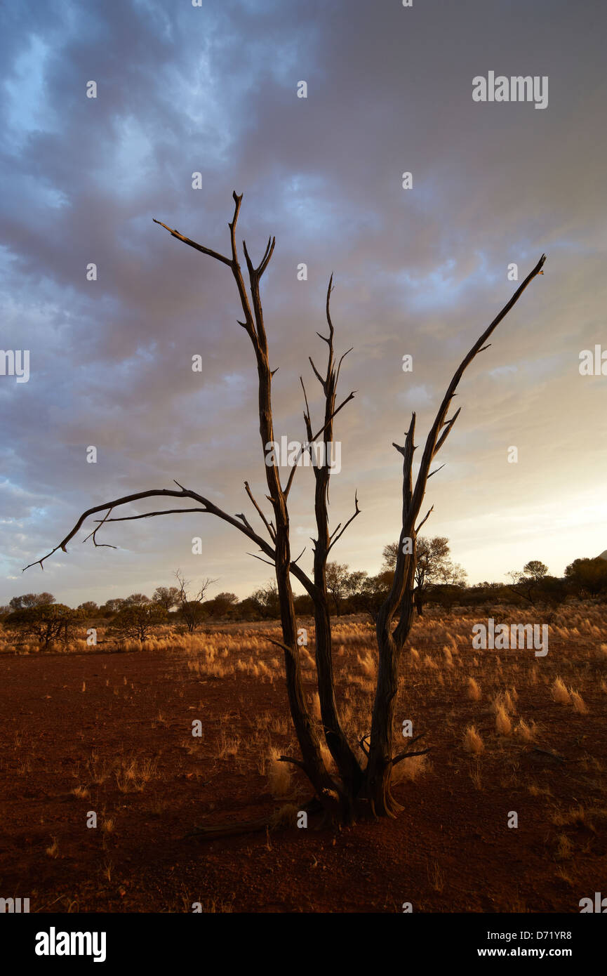 Landscape with dried tree in the West Australian outback Stock Photo ...