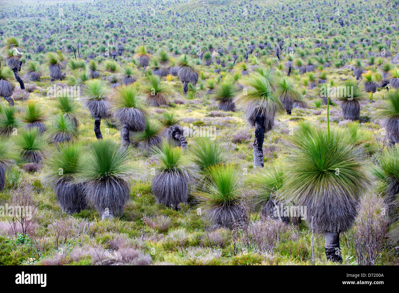 Landscape with grass trees in Western Australia Stock Photo - Alamy