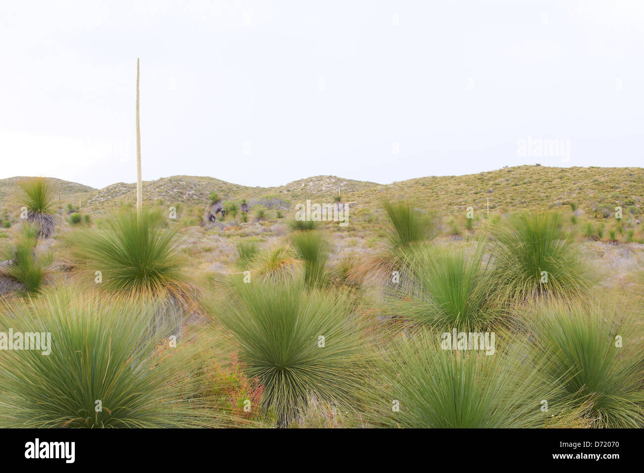 Western Australian landscape with Grass trees Stock Photo - Alamy