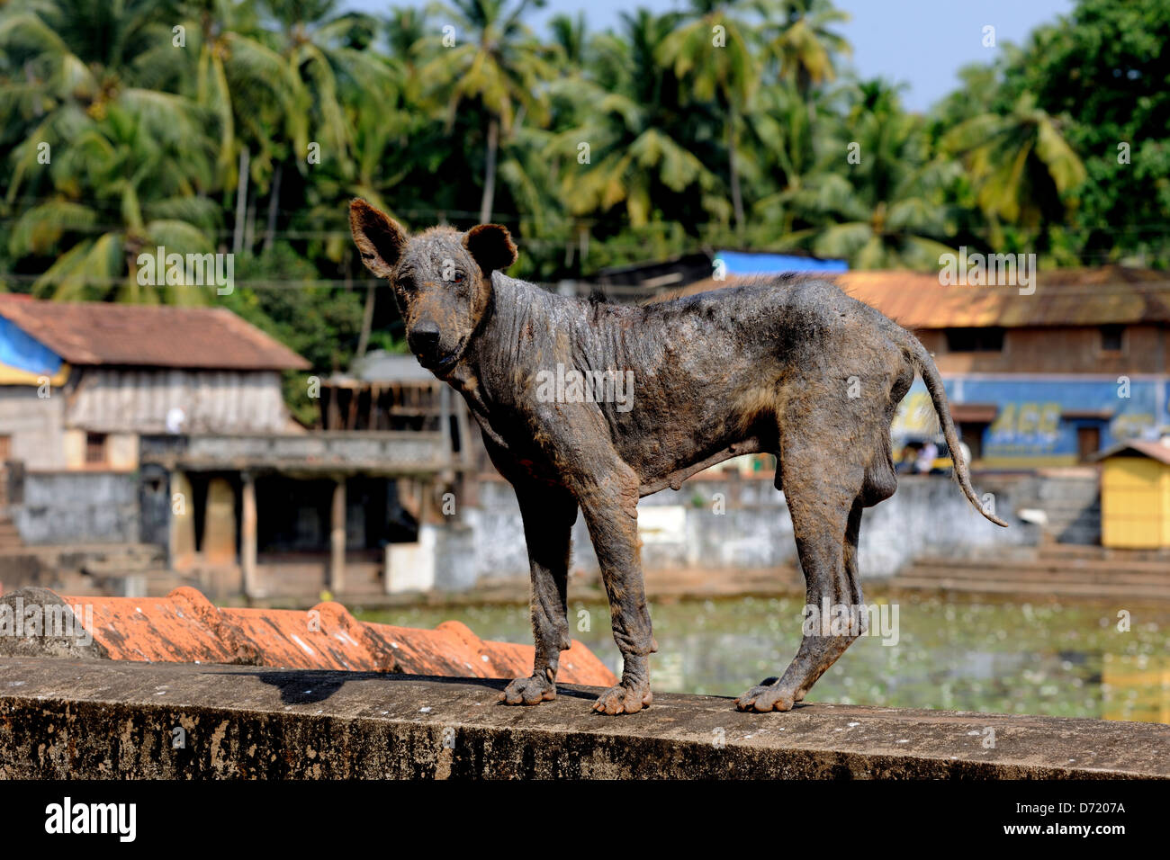 Flea ridden hi-res stock photography and images - Alamy