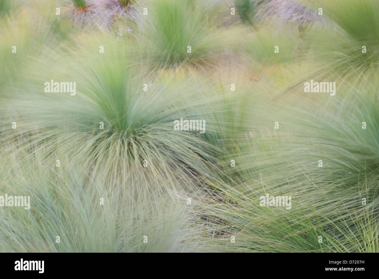 Grass trees blown by the wind in Western Australia Stock Photo - Alamy