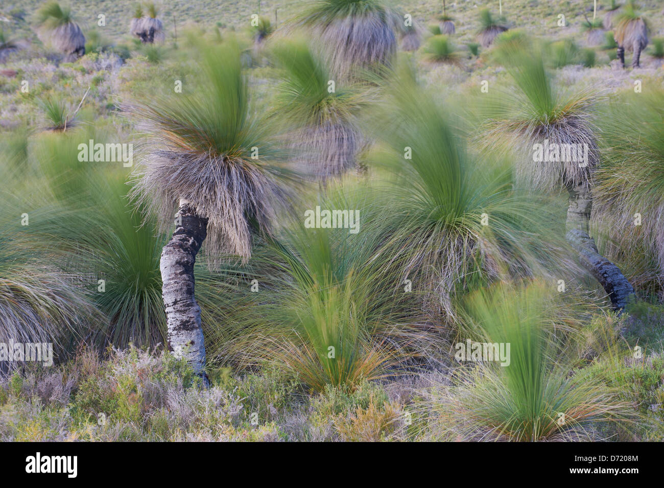 Landscape with grass trees in Western Australia Stock Photo - Alamy