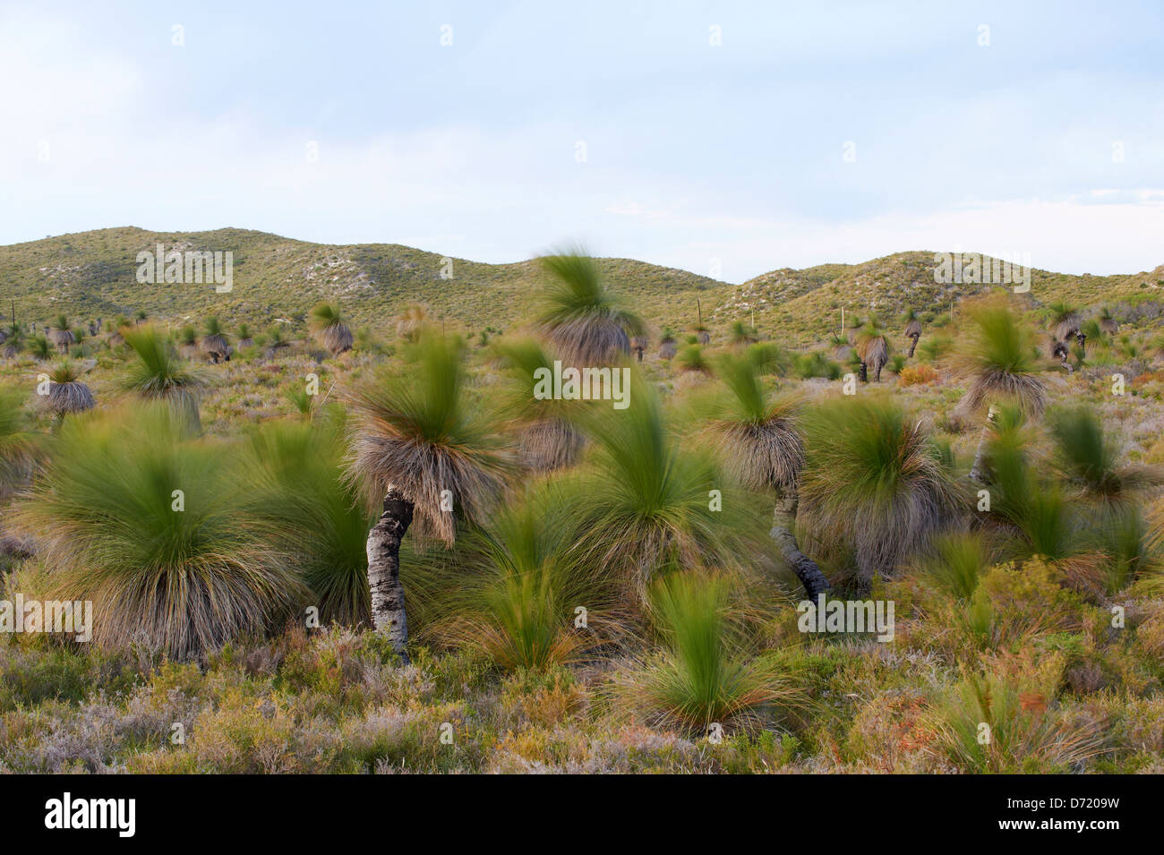 Blackboy tree hi-res stock photography and images - Alamy