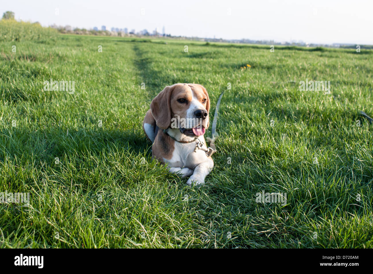 Beagle dog laying on a field Stock Photo - Alamy