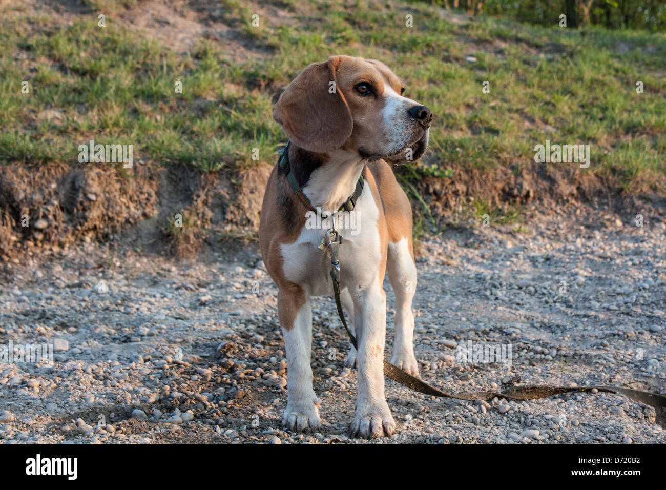 Beagle dog standing Stock Photo - Alamy