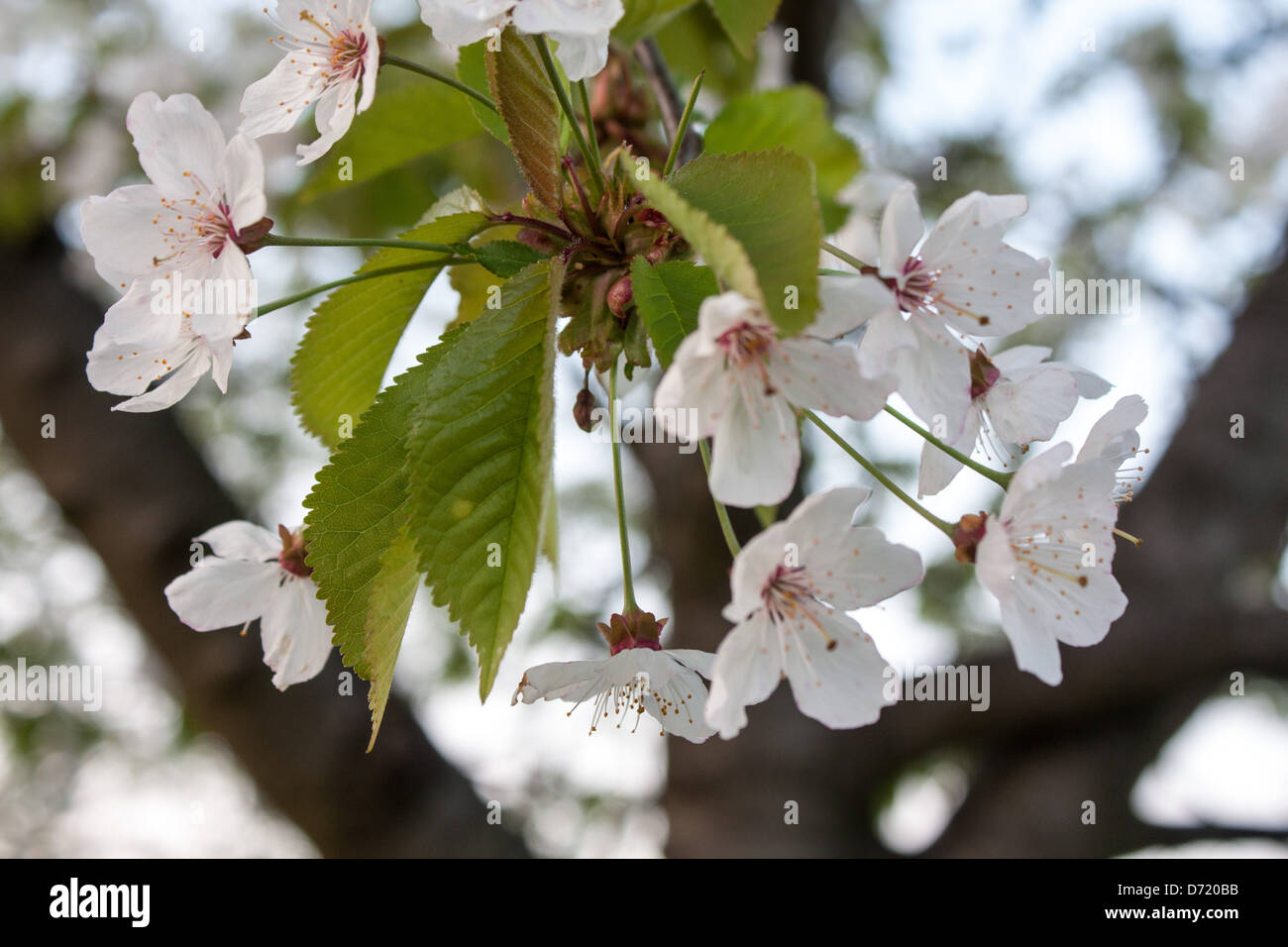 White blossom on a tree Stock Photo - Alamy